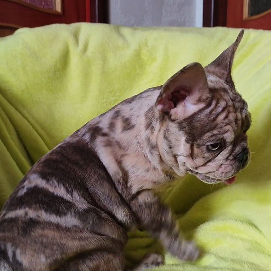 Французский шарм