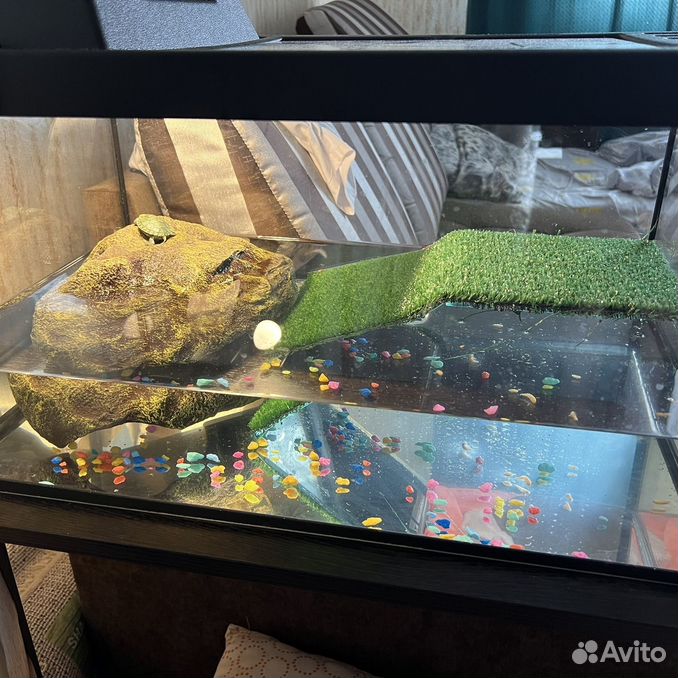 Аквариум с черепашками