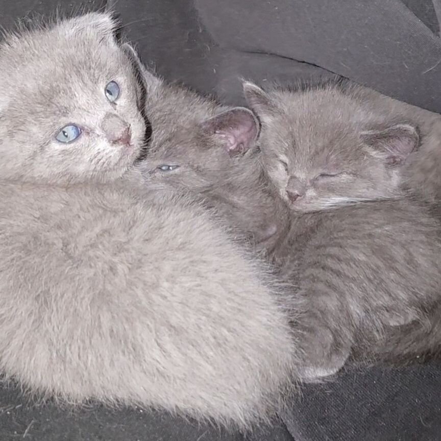 Шотландский вислоухий короткошёрстный котёнок