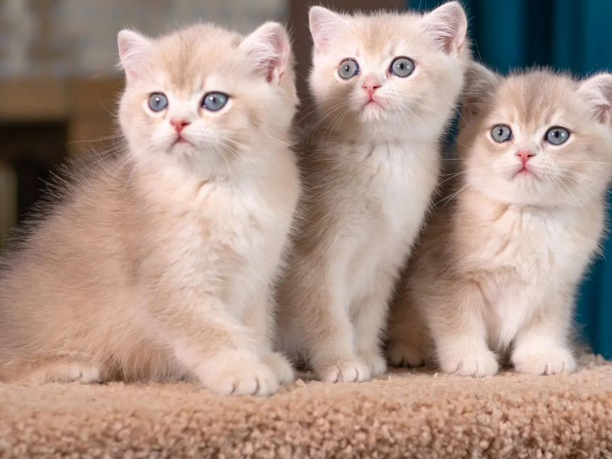 Британские котята голубое золото