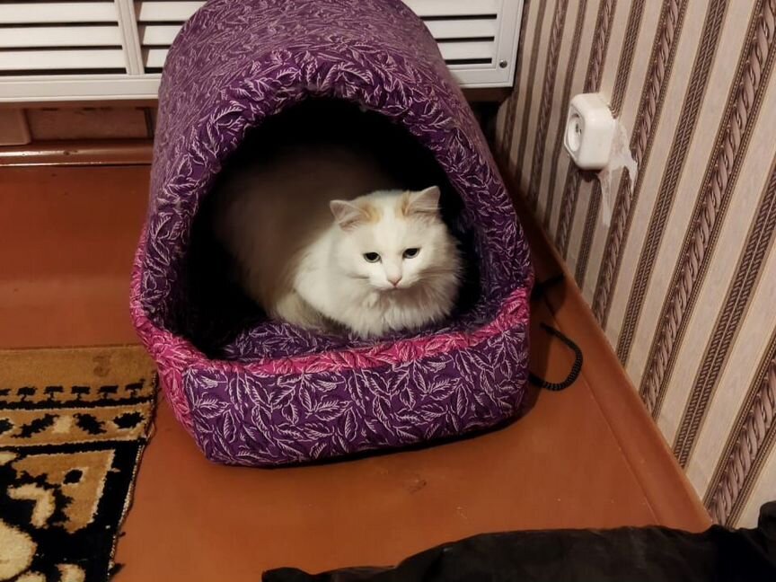 Найти кошечку