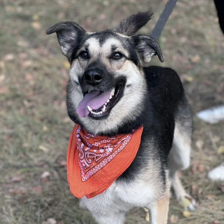 Собака в добрые руки отдам бесплатно