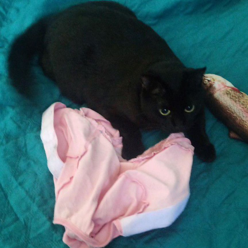 Кошка ищет дом