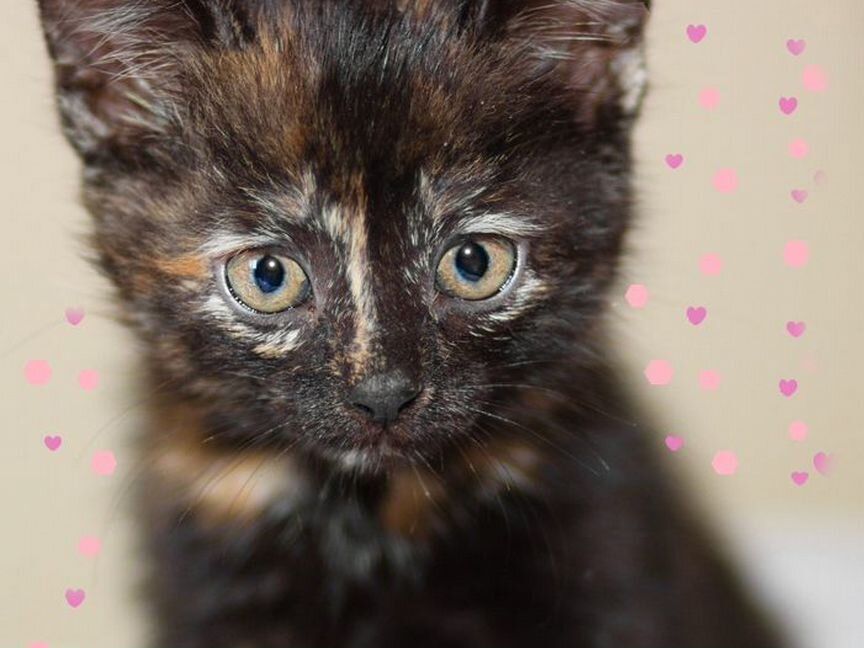 Котенок Дуся 2 мес