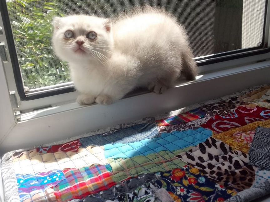 Шотландские котята