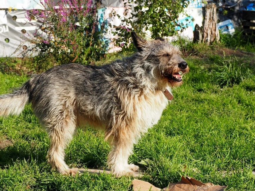 Замечательный пёсик живёт в приюте ищет дом