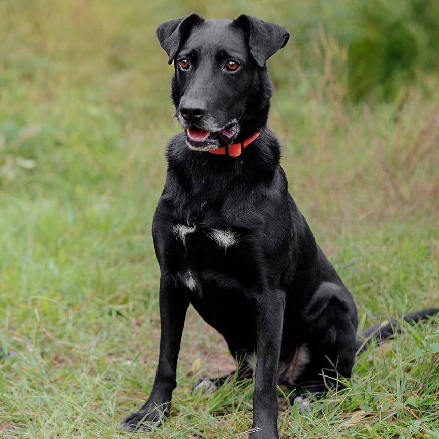 Собака Рокси в добрые руки