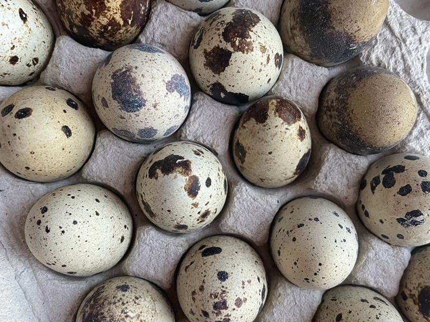 Яйца перепелиные инкубационное