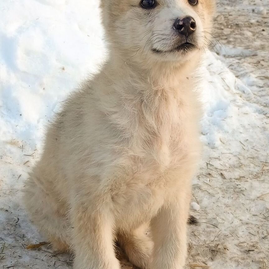 Щенки в добрые руки