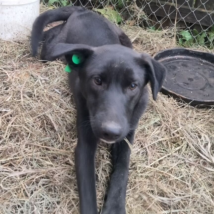 Взрослая собака в добрые руки