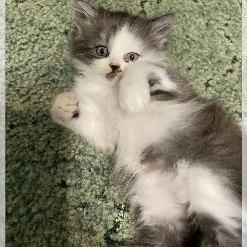 Котятки в добрые руки