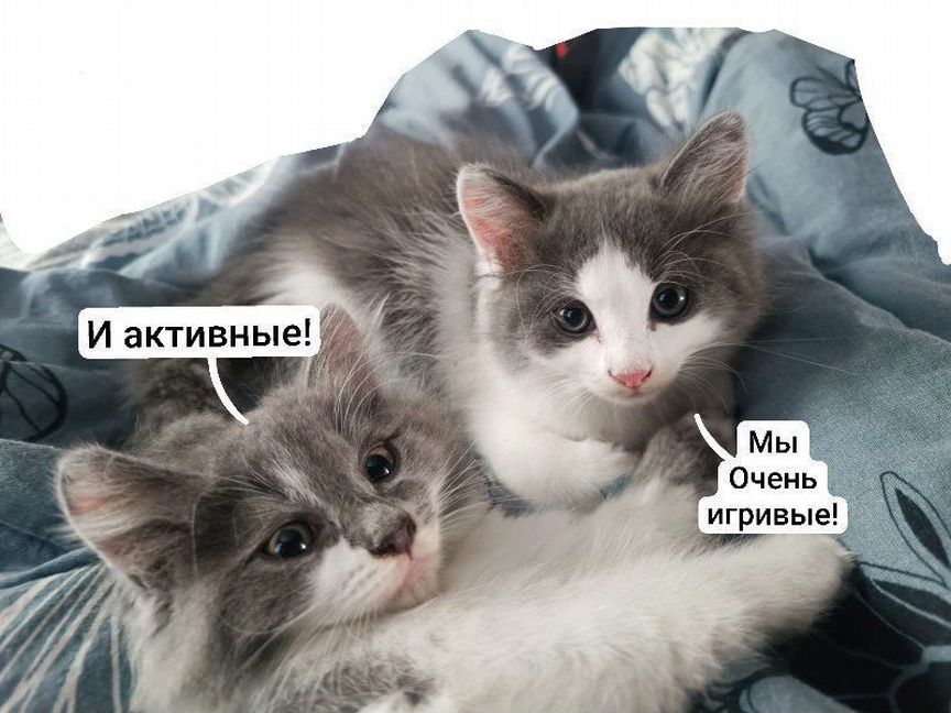 Котята в добрые руки бесплатно