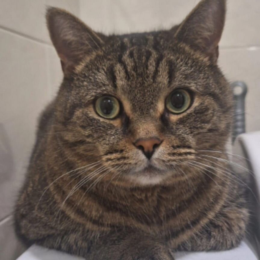 Кот-потеряшка Вася (Академический) Ищем