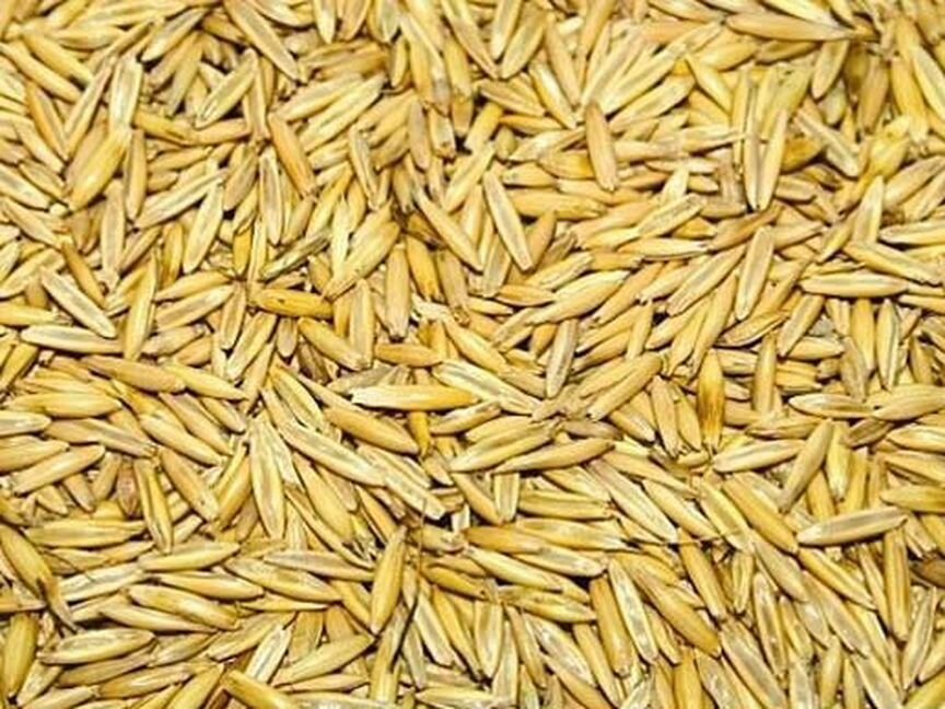 Овес фуражный