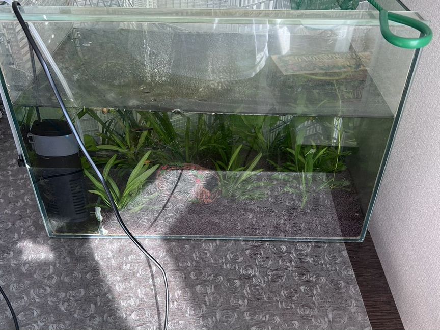 Аквариумные рыбки и растения бесплатно