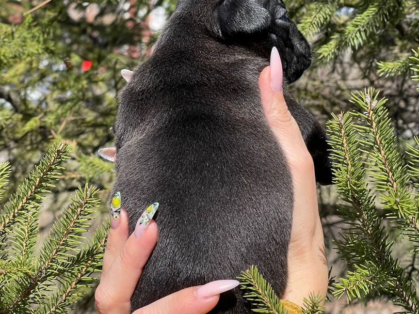 Щенок