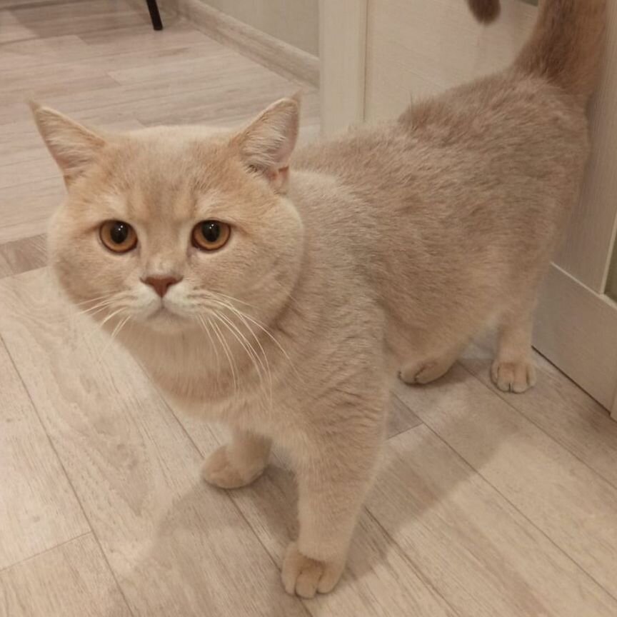 Британский короткошёрстный кот, взрослый