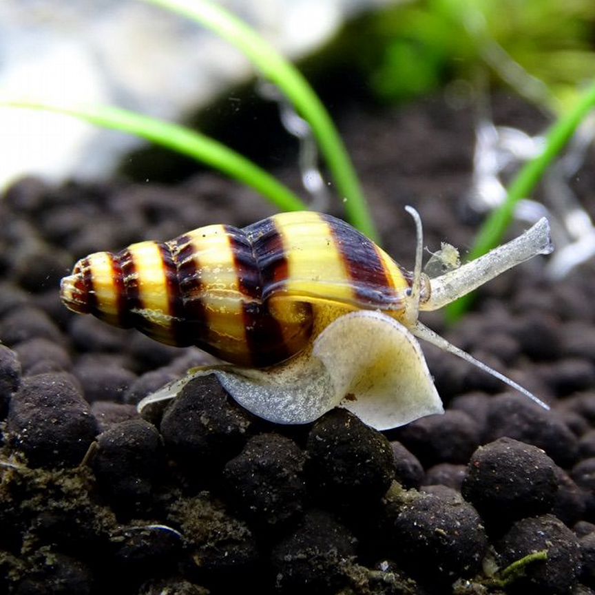 Улитка Хелена. Улиткоед