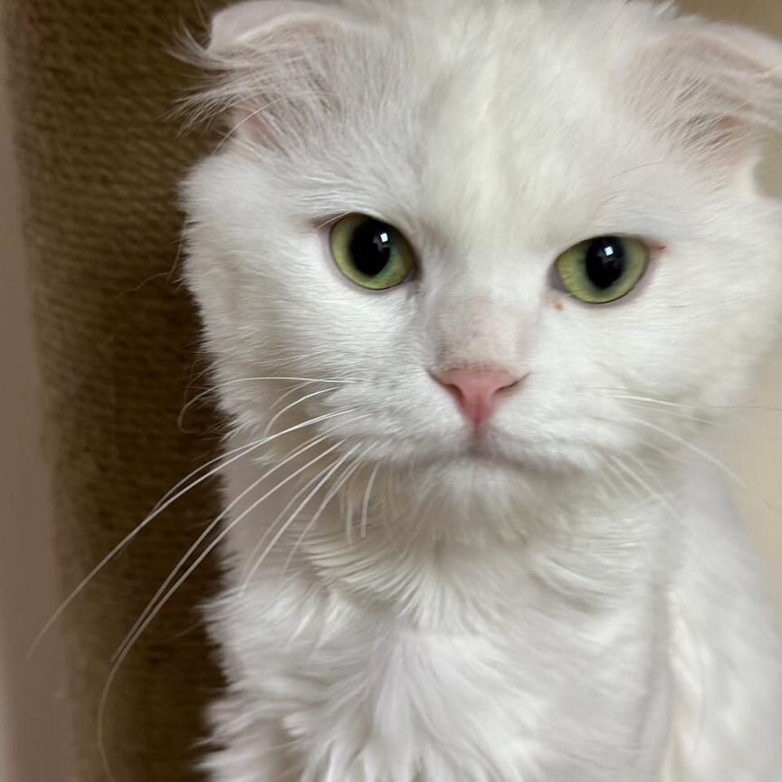 Снежок в добрые руки