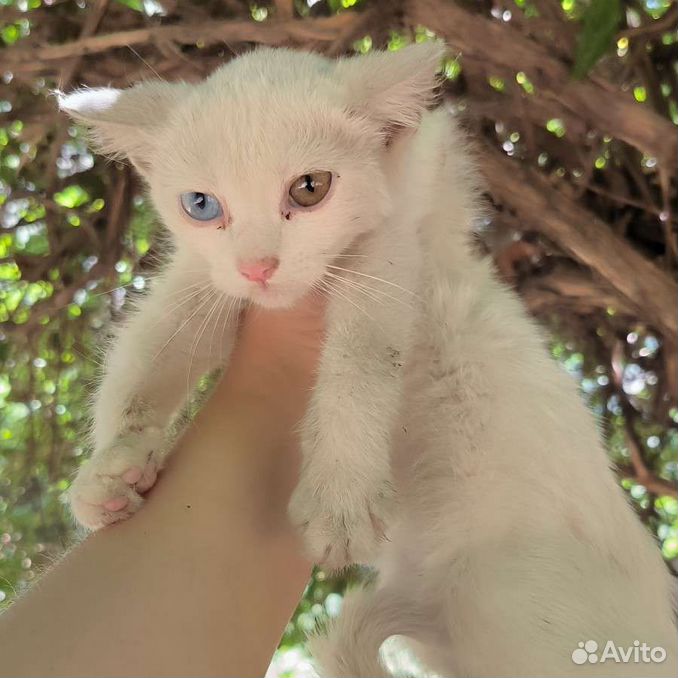 Уникальная малышка ищет дом