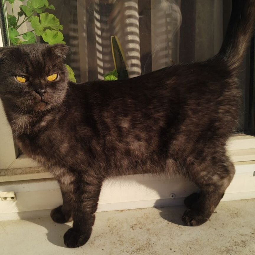 Вислоухий кот на улице