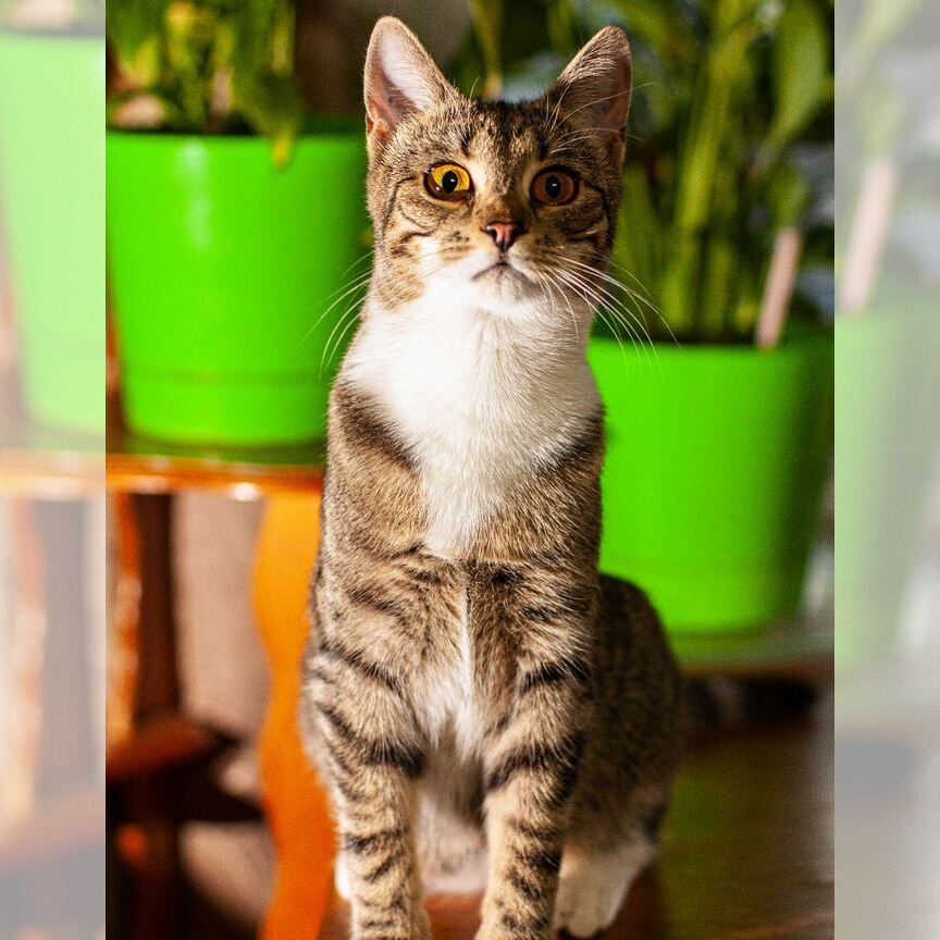 Котёнок в добрые руки