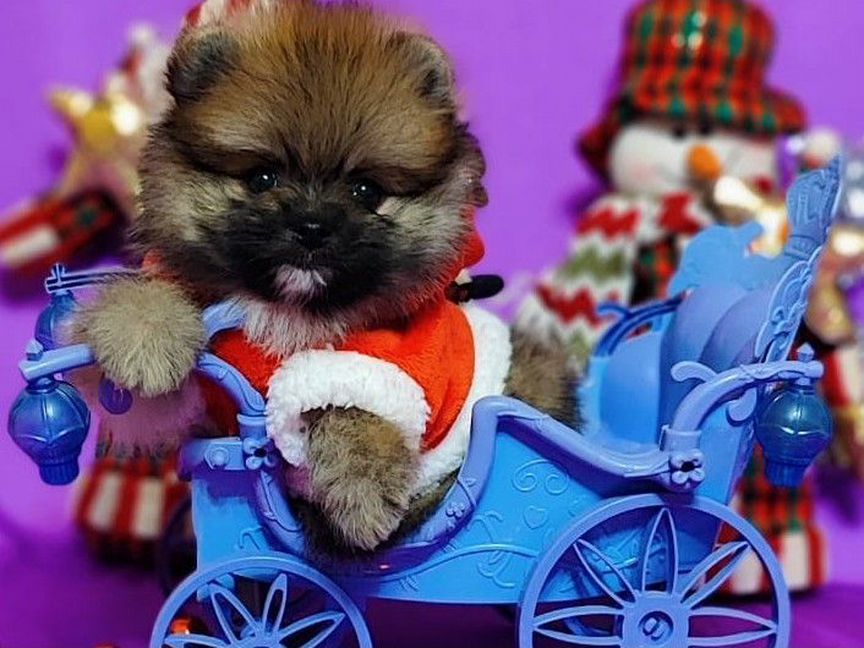 Миниатюрный мальчик шпиц