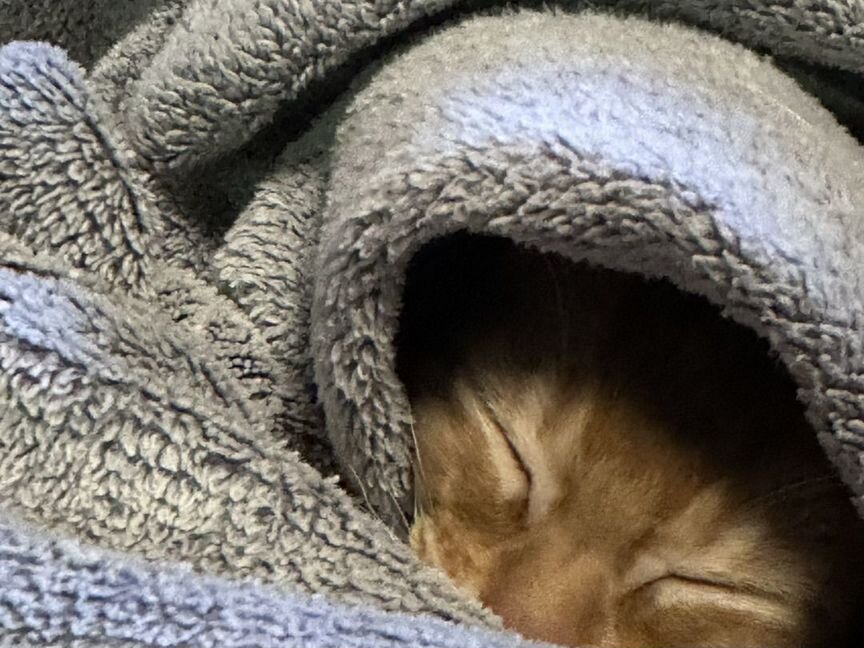 Абисинский котенок девочка