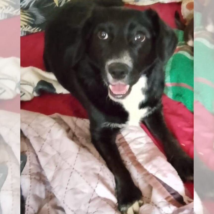 Взрослая собака в добрые руки