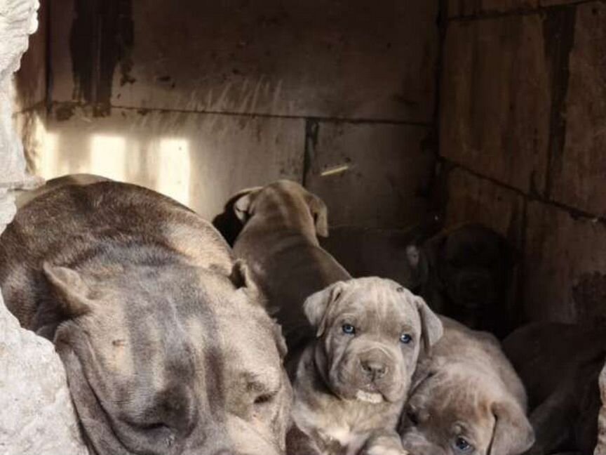 Щенки кане корсо