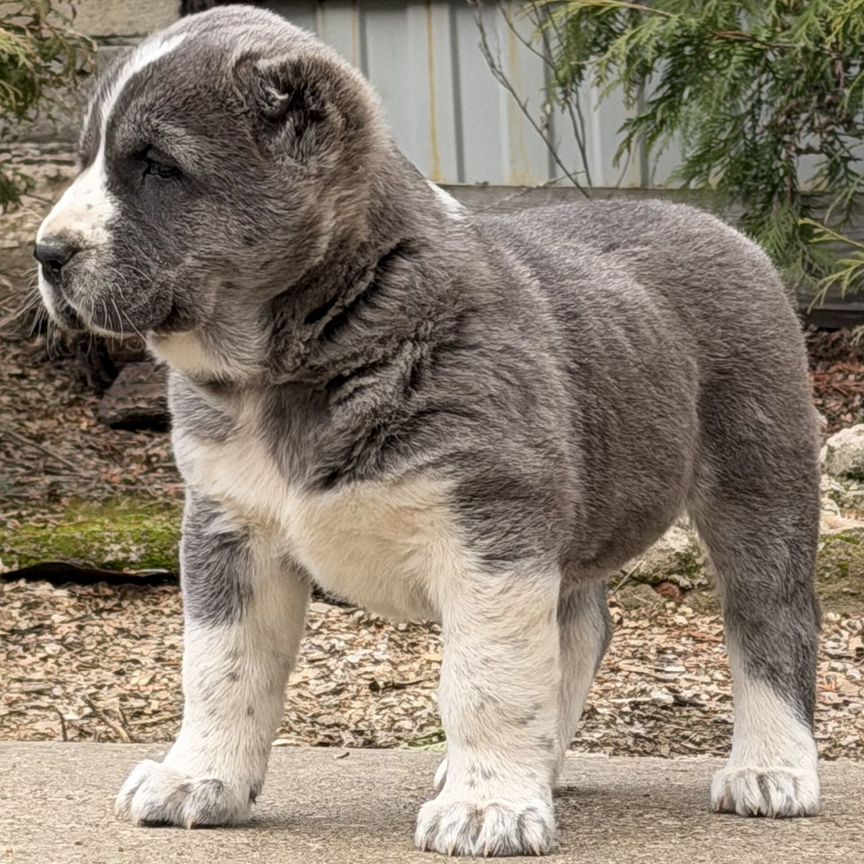 Среднеазиатская овчарка, щенок