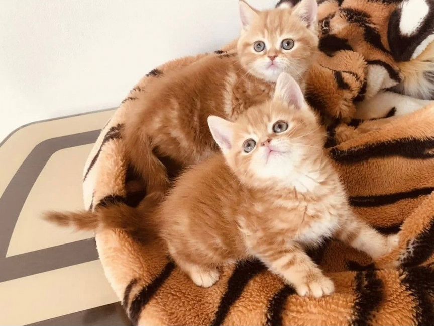 Котята