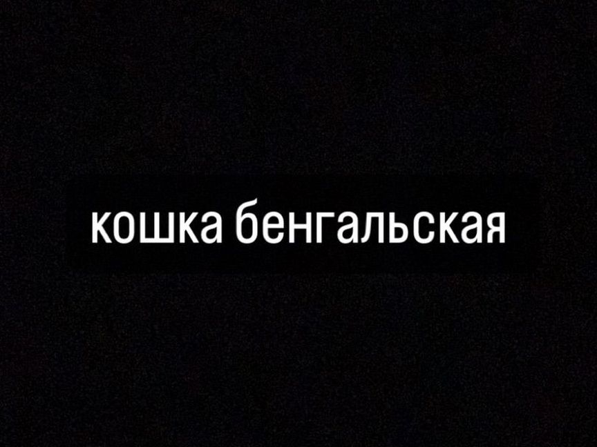 Бенгальская кошка