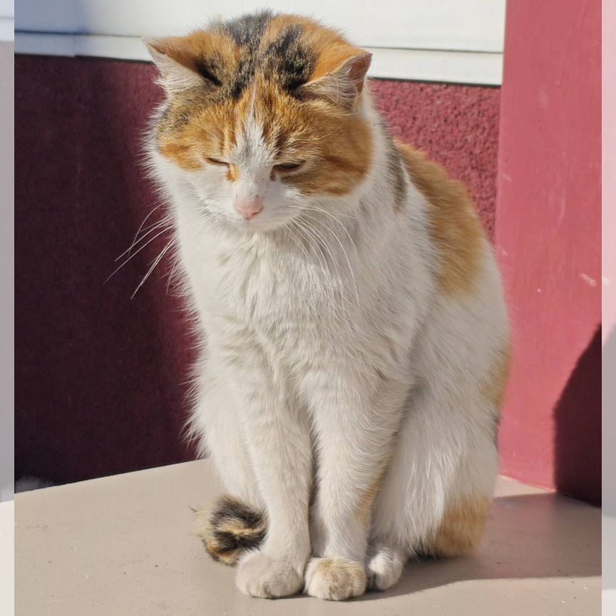 Взрослая, кошка в добрые руки