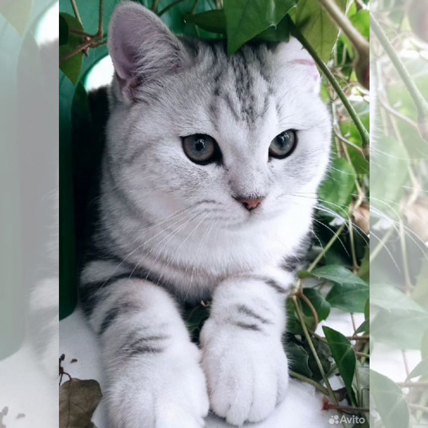 Шотландский прямоухий короткошёрстный кот, вязка
