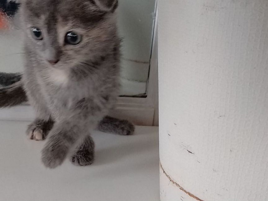 Котята вислоухой британки