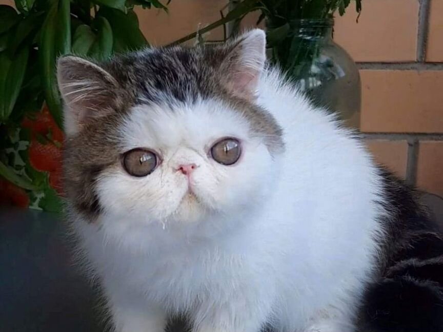 Экзотический красавчик