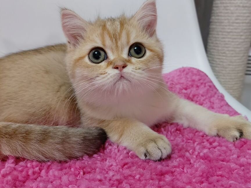 Шотландский малыш