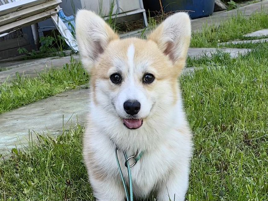 Девочка Барти - 6 мес. Вельш Корги Пемброк