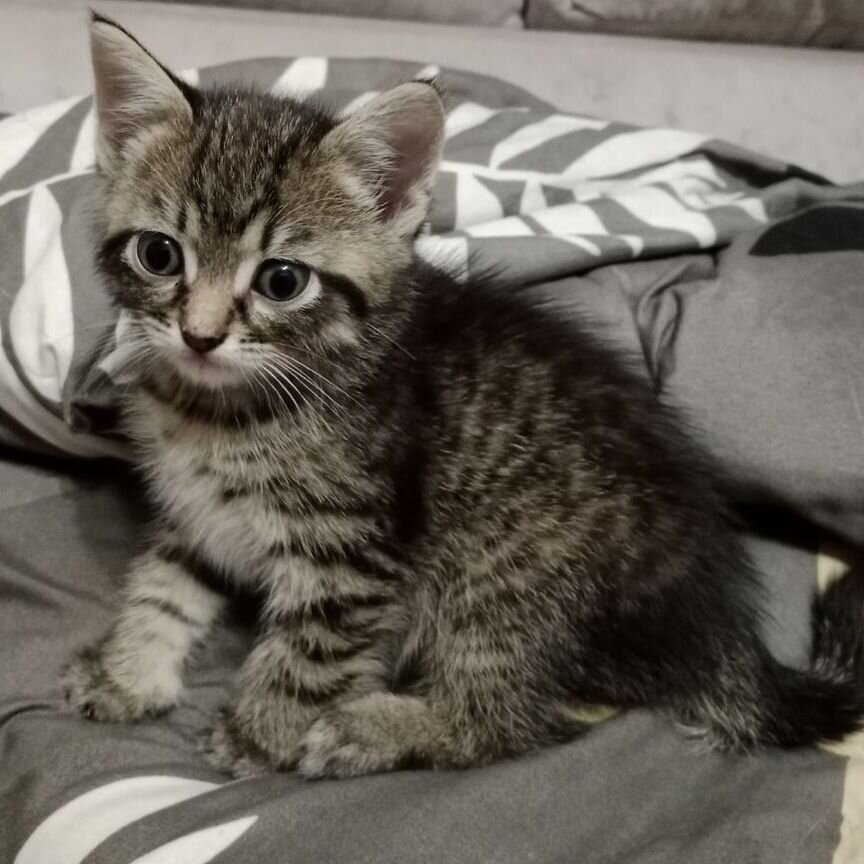 Котёнок в добрые руки