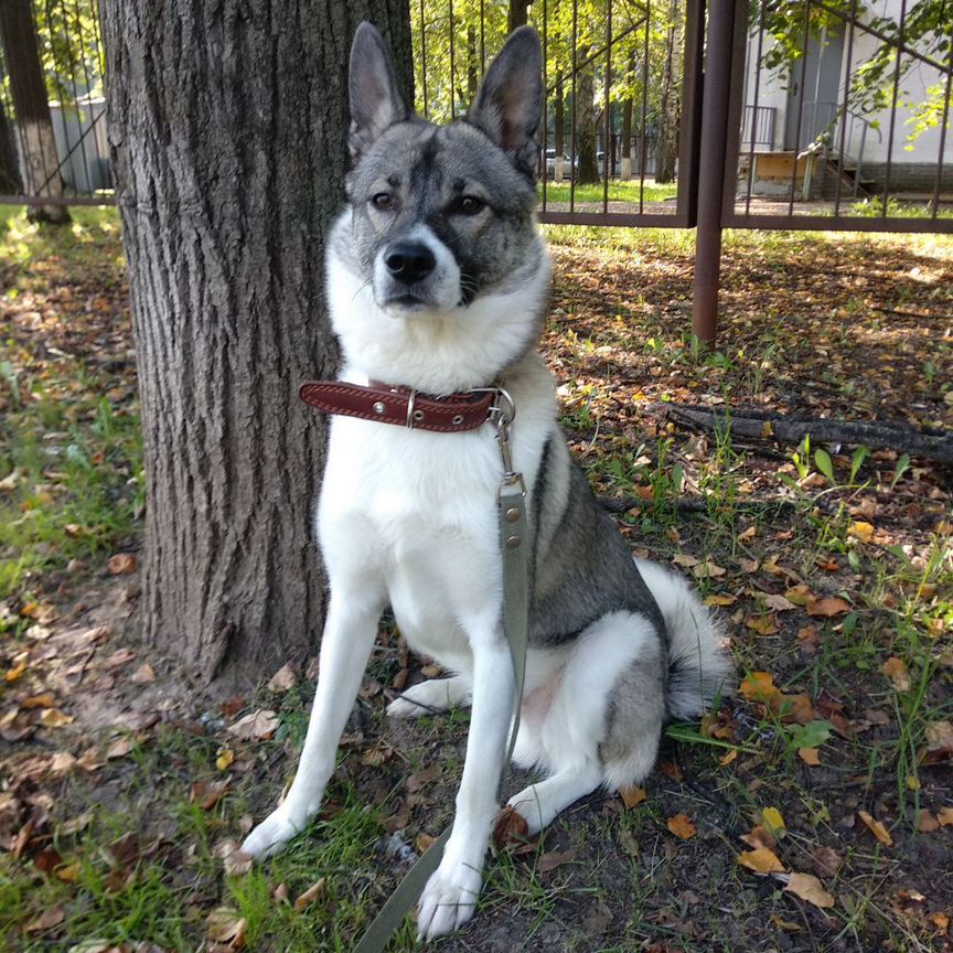 Вязка западно-сибирской лайки кобель