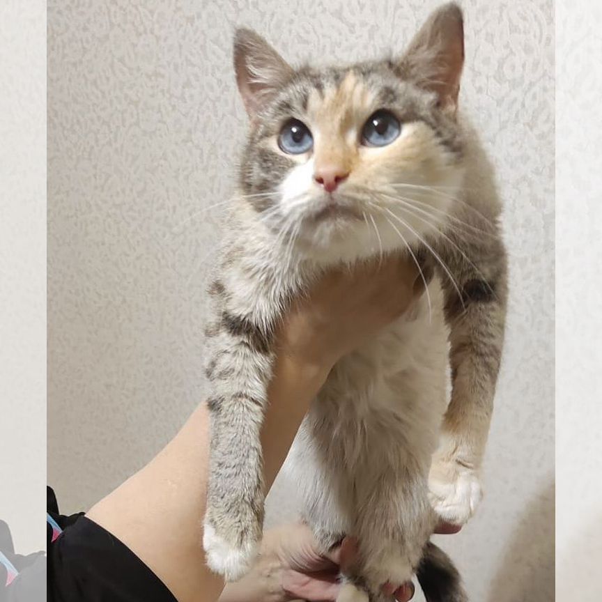 Ласковая молодая кошечка в поисках дома