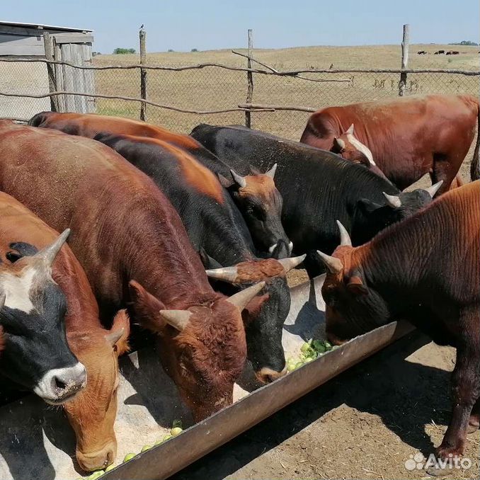 Быки на мясо