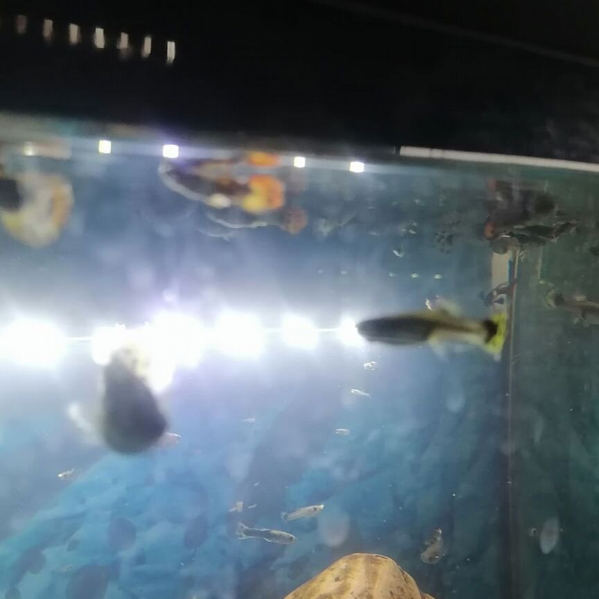 Аквариумные рыбки гуппи