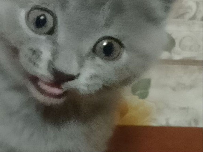 Русская голубая котята