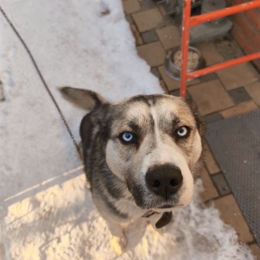 Отдам в добрые руки собаку