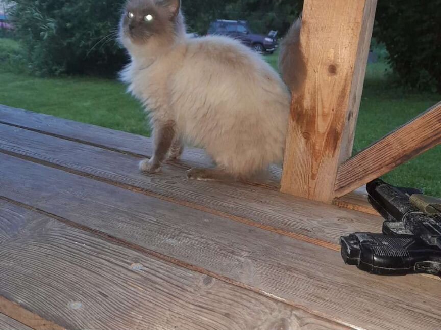 Котята Невская маскарадная отец британец