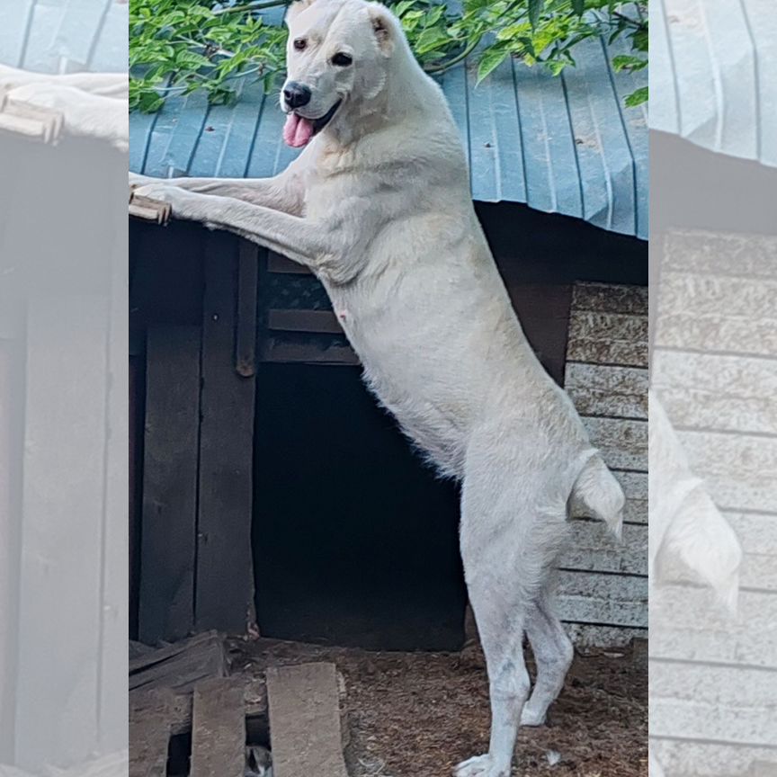Алабай