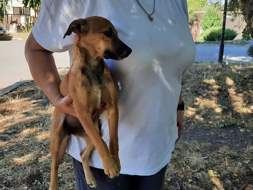 Щенок от маленькой собачки