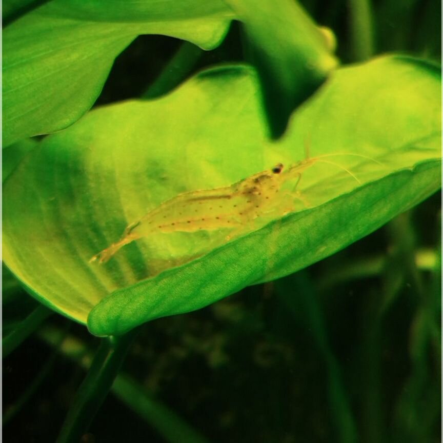 Креветки Амано